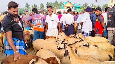 நெருங்கும் தீபாவளி: ஆடுகள் விற்பனை அமோகம்
