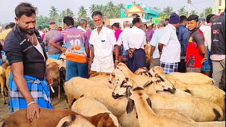 நெருங்கும் தீபாவளி: ஆடுகள் விற்பனை அமோகம்