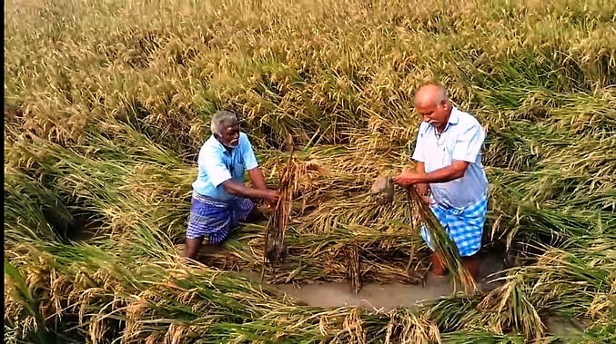 சேதமடைந்த மதகு வழியாக வெளியேறும் நீரால் அறுவடைக்கு தயாரான நெற்பயிா் சேதம்
