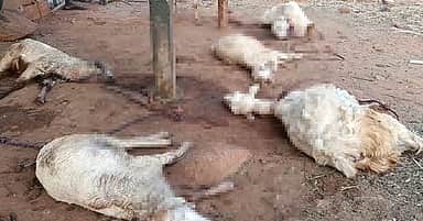 சாணாரப்பட்டி: மர்ம விலங்கு கடித்து 5 ஆடுகள் பலி