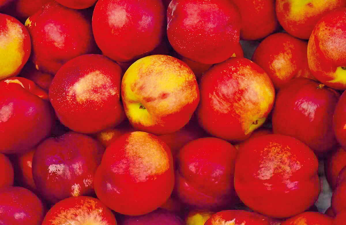 ஆப்பிள் எனும் அருமருந்து... Apple is a miracle drug...