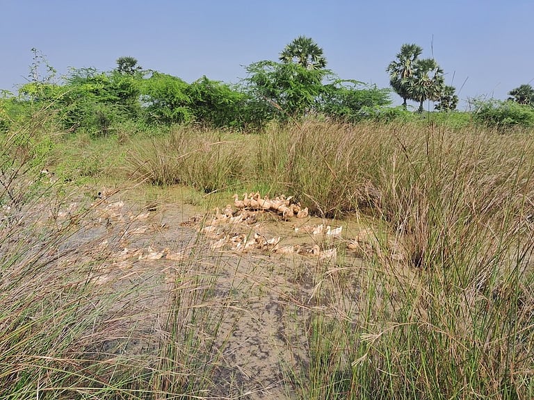 நெல் அறுவடை பணிகள் தாமதம்: வாத்து உரிமையாளா்கள் கவலை