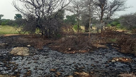 மேய்ச்சல் நிலத்தில் ரசாயனக் கழிவு! 20 ஆடுகள் உயிரிழந்ததாக புகாா்!