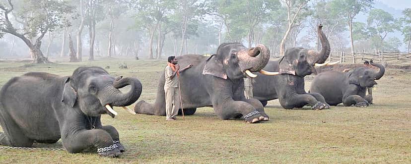 யானைகள்... | Elephant