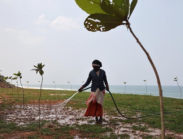 ஜூனில் 50,000 மரக்கன்றுகள் நடத் திட்டம்