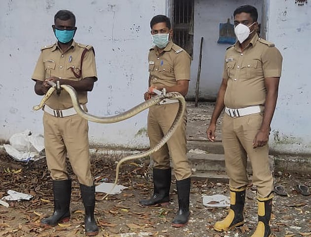 போடியில் பஞ்சு பேட்டையில் புகுந்த சாரை பாம்பு