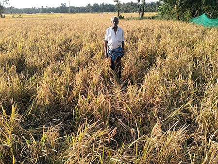 கருத்தப்பிள்ளையூரில் காட்டுப் பன்றிகள் அட்டகாசம்:நெல்பயிா்கள் சேதம் ...