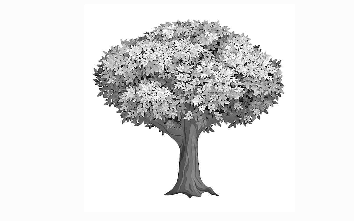 The benefits of trees