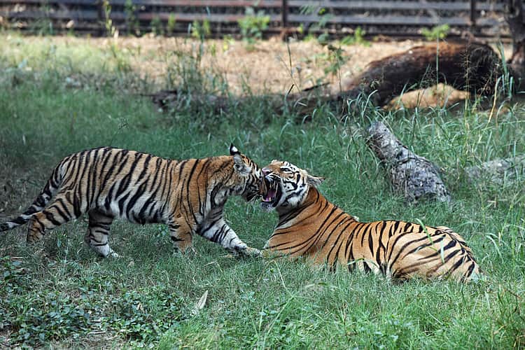 திருவனந்தபுரம் உயிரியல் பூங்காவில் ஊழியரைத் தாக்கிய புலியால் பரபரப்பு ...
